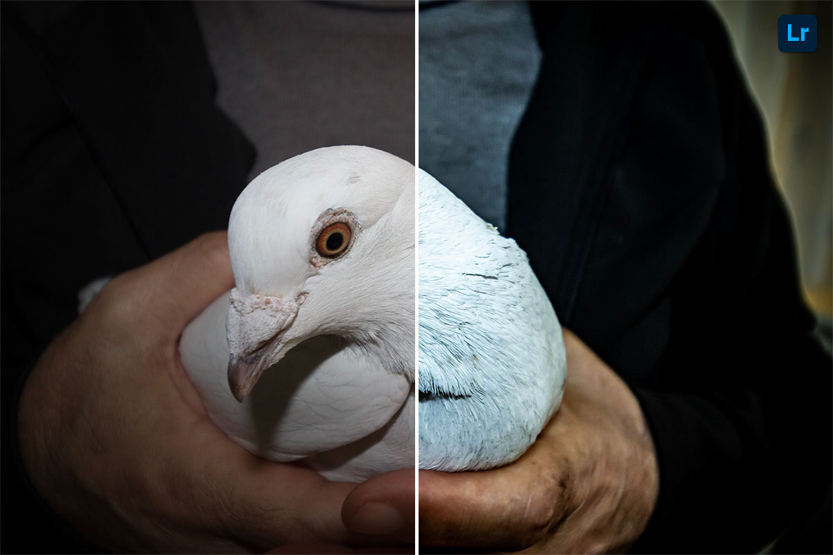 Here is a brave pigeon. | Edit | Photoshop Lightroom