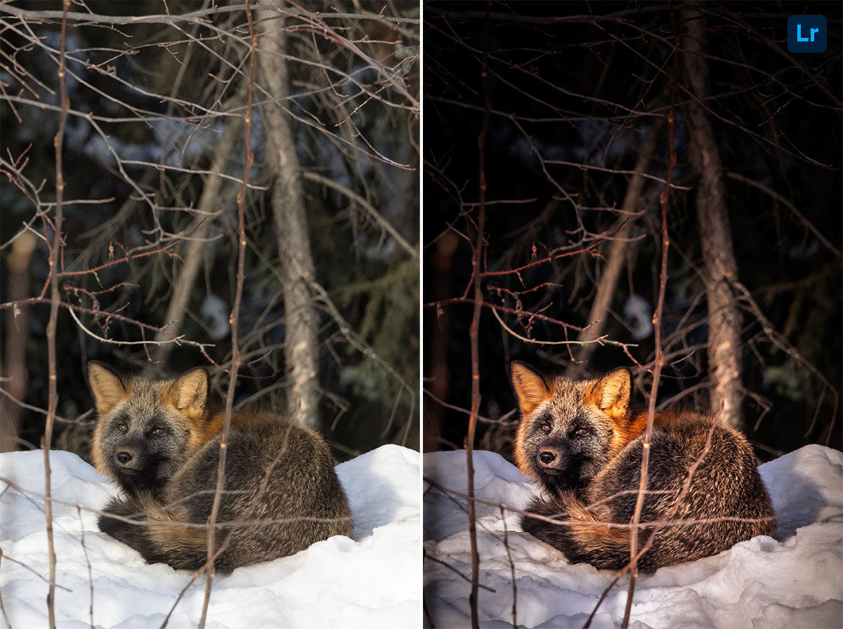 Cross Fox in the Woods | Edit | Photoshop Lightroom