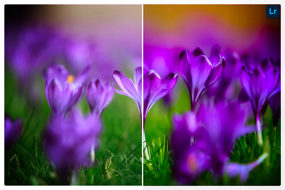 Purples | Edit | Photoshop Lightroom
