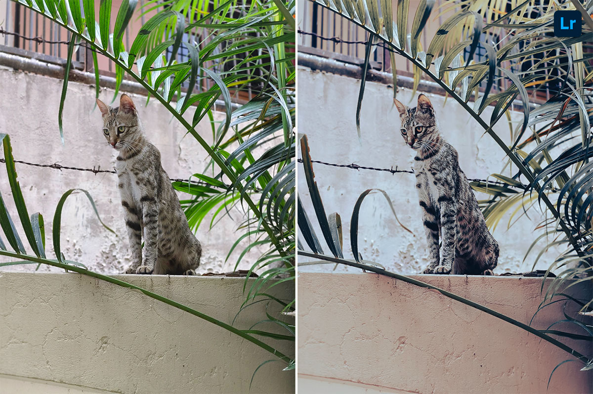 Cat | Edit | Photoshop Lightroom