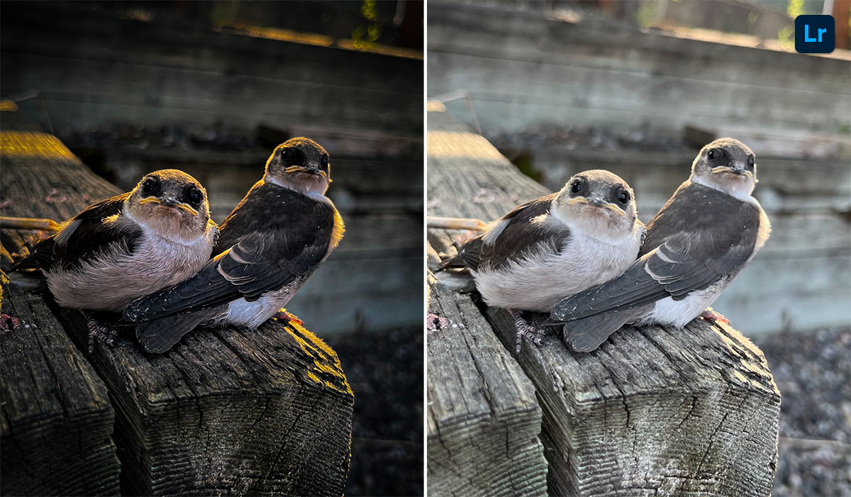 Sunset birds | Edit | Photoshop Lightroom