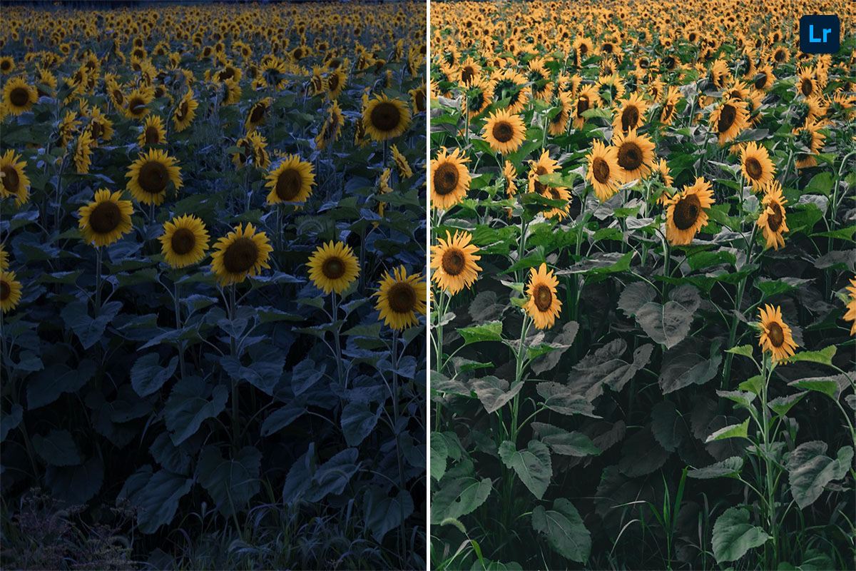 Western New York Sunflower | Edit | Photoshop Lightroom