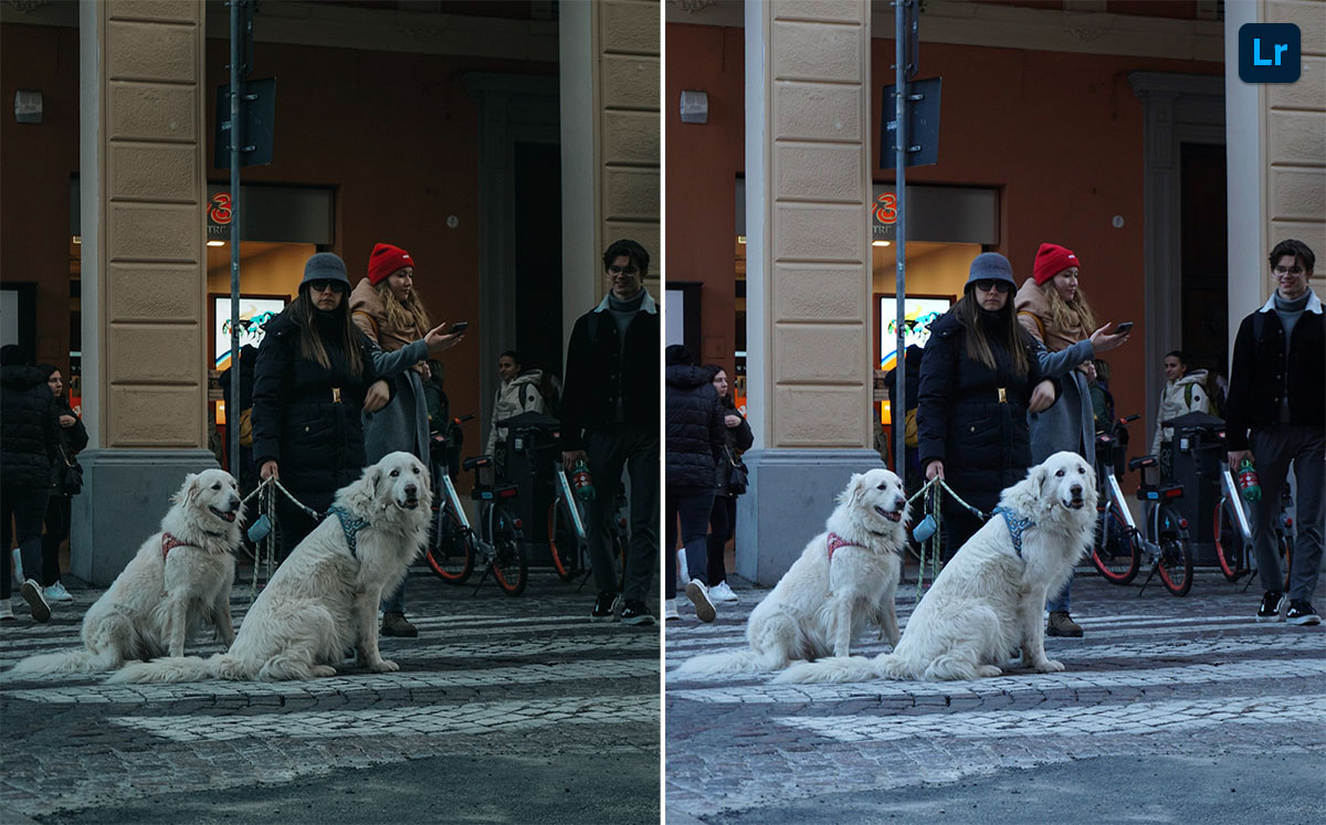 Happy dogs | Remix | Photoshop Lightroom