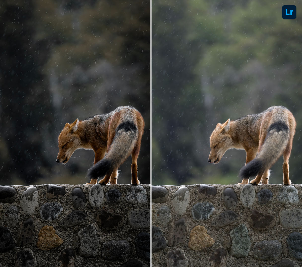 Fox in the rain | Remix | Photoshop Lightroom