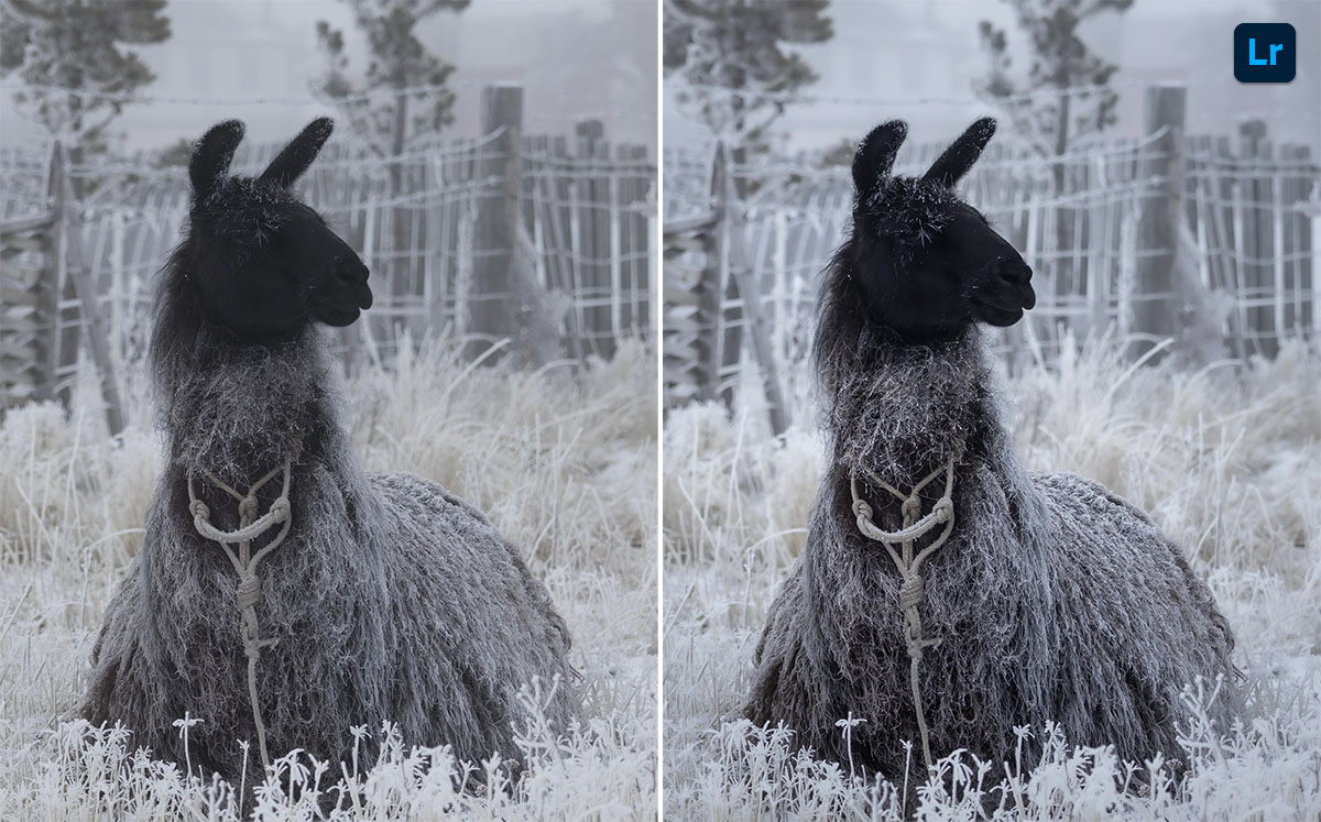 Frozen lama | Edit | Photoshop Lightroom