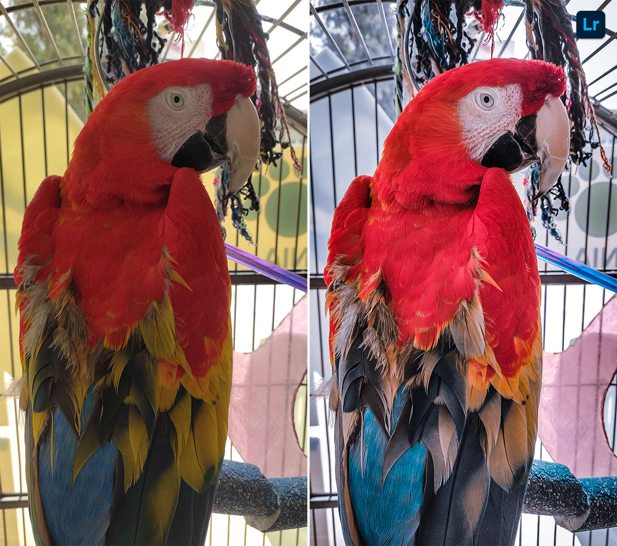Parrot | Edit | Photoshop Lightroom