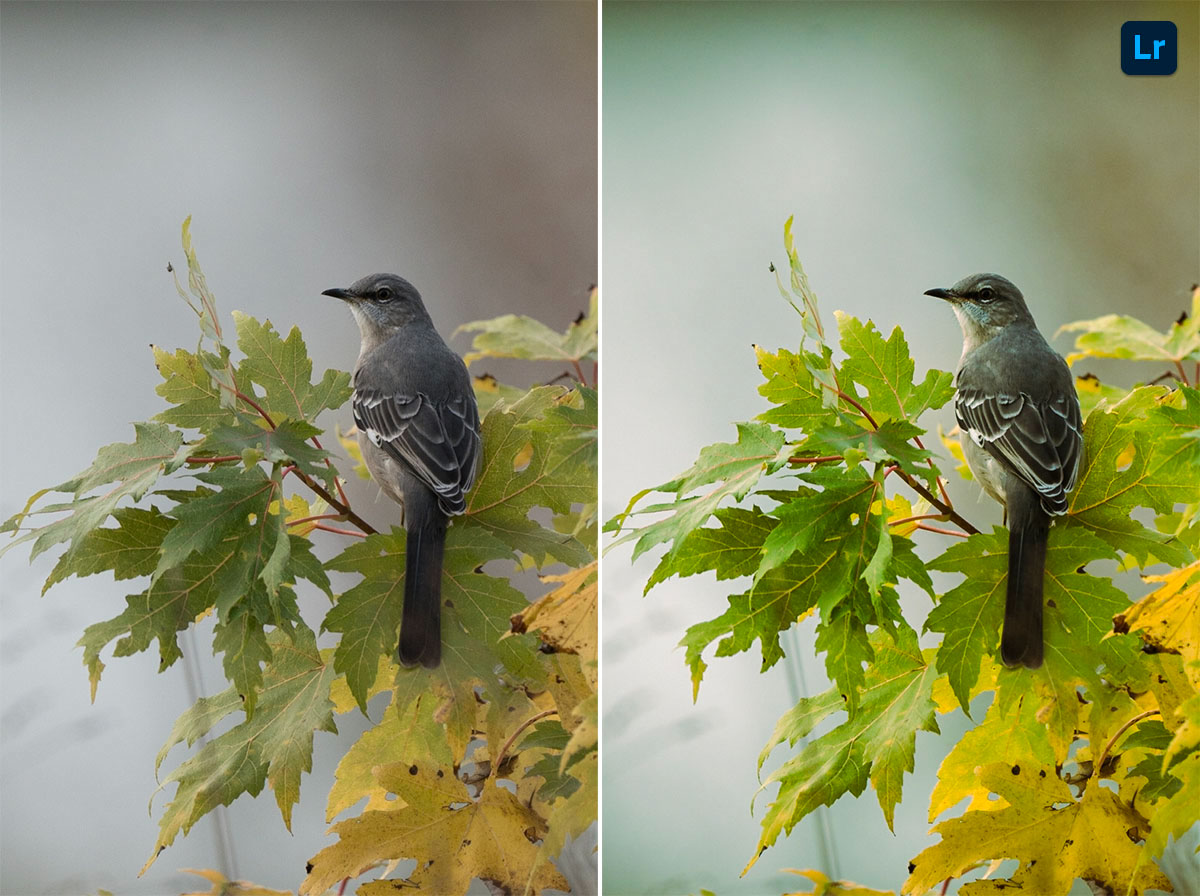 bird | Remix | Photoshop Lightroom