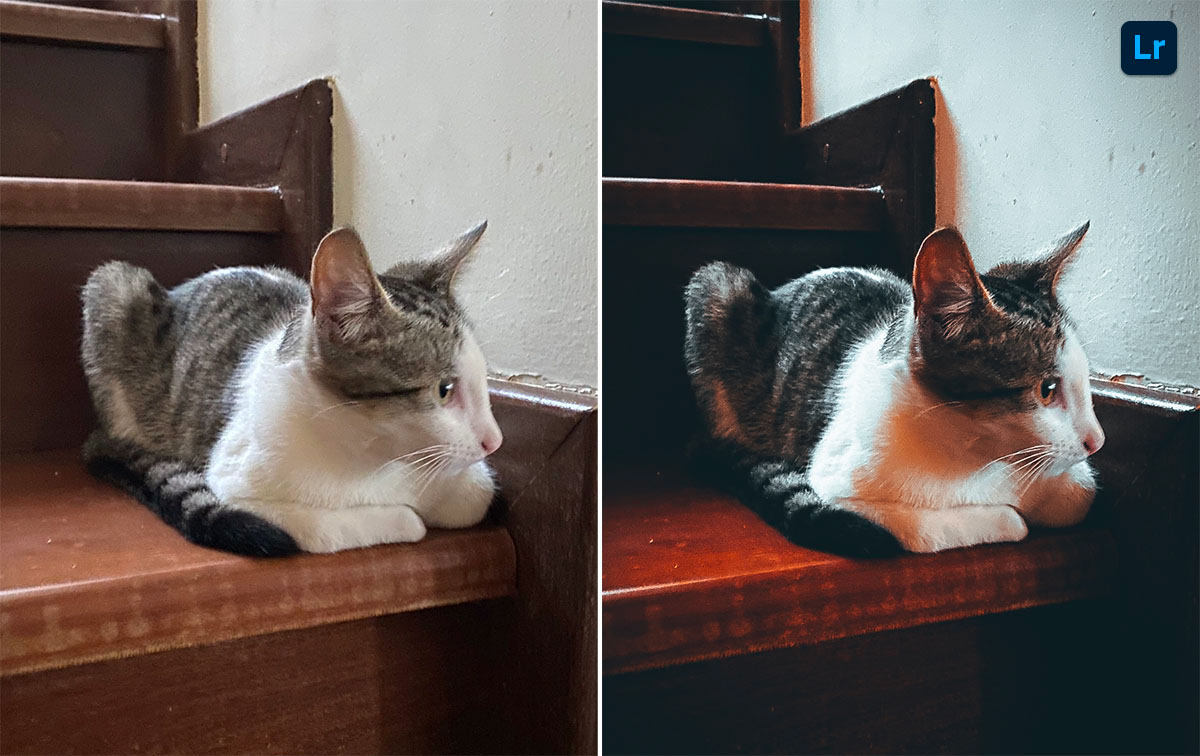 Cat Alfredo | Edit | Photoshop Lightroom
