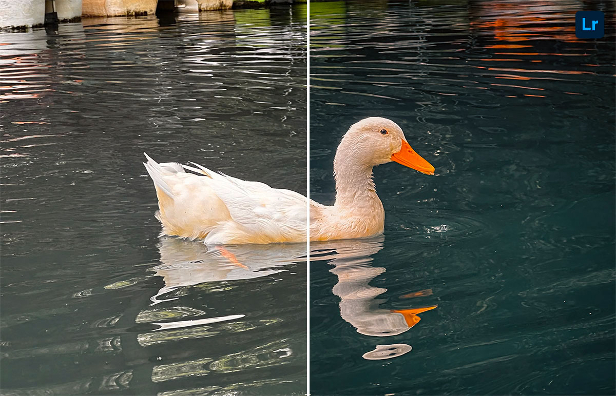 Quack! 🦆 | Edit | Photoshop Lightroom