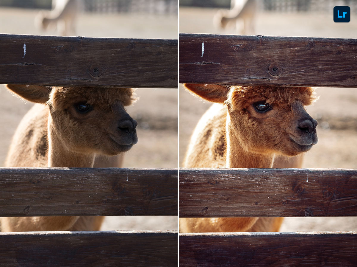 Alpaca ♥️ | Edit | Photoshop Lightroom