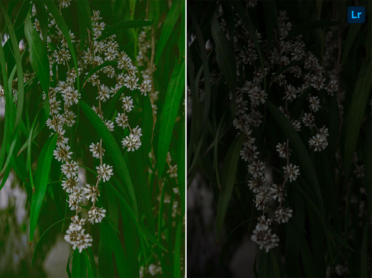 White Plant Thingy | Remix | Photoshop Lightroom