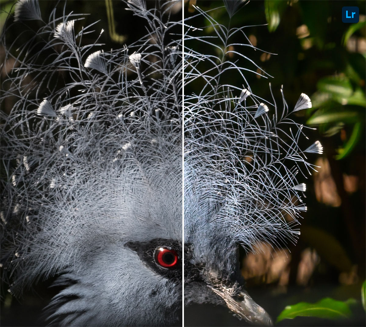 red eye | Edit | Photoshop Lightroom