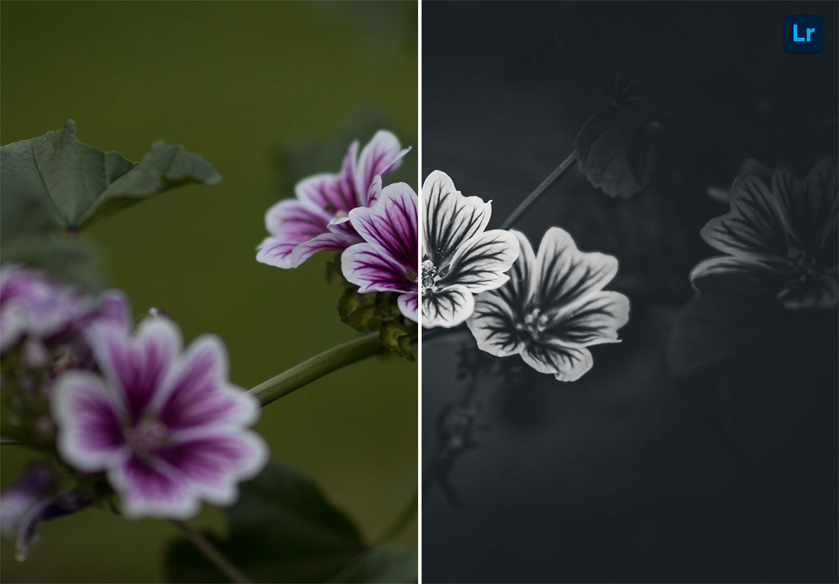 Flowers | Edit | Photoshop Lightroom