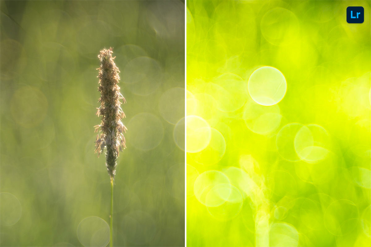 In the meadow | Remix | Photoshop Lightroom