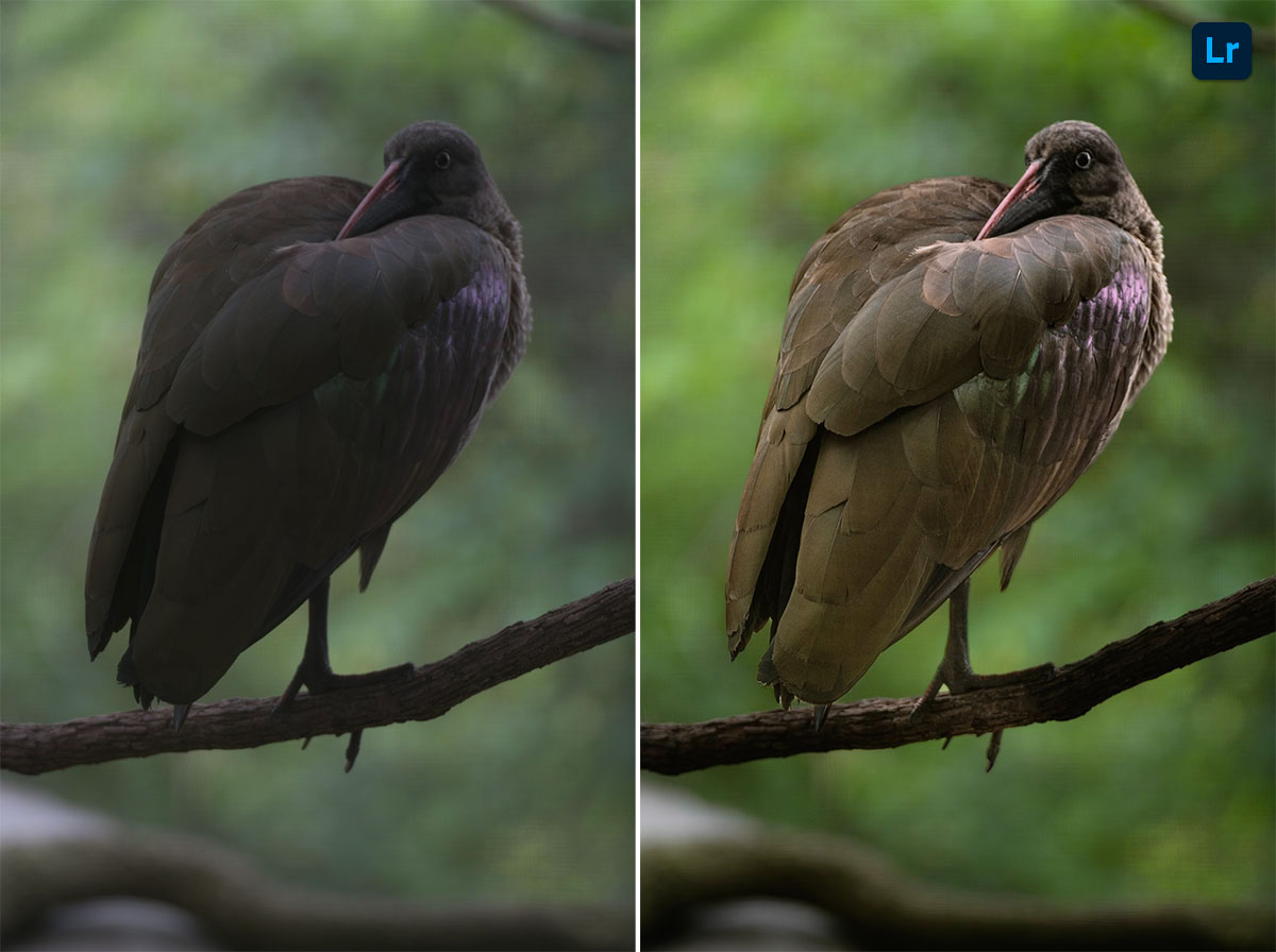 Bird | Remix | Photoshop Lightroom