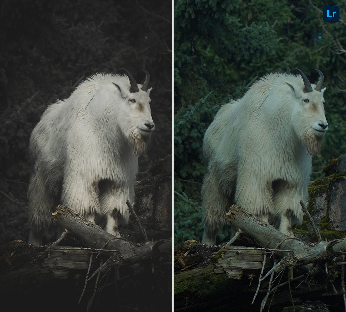 Mountain goat…on a piece of wood? | Edit | Photoshop Lightroom