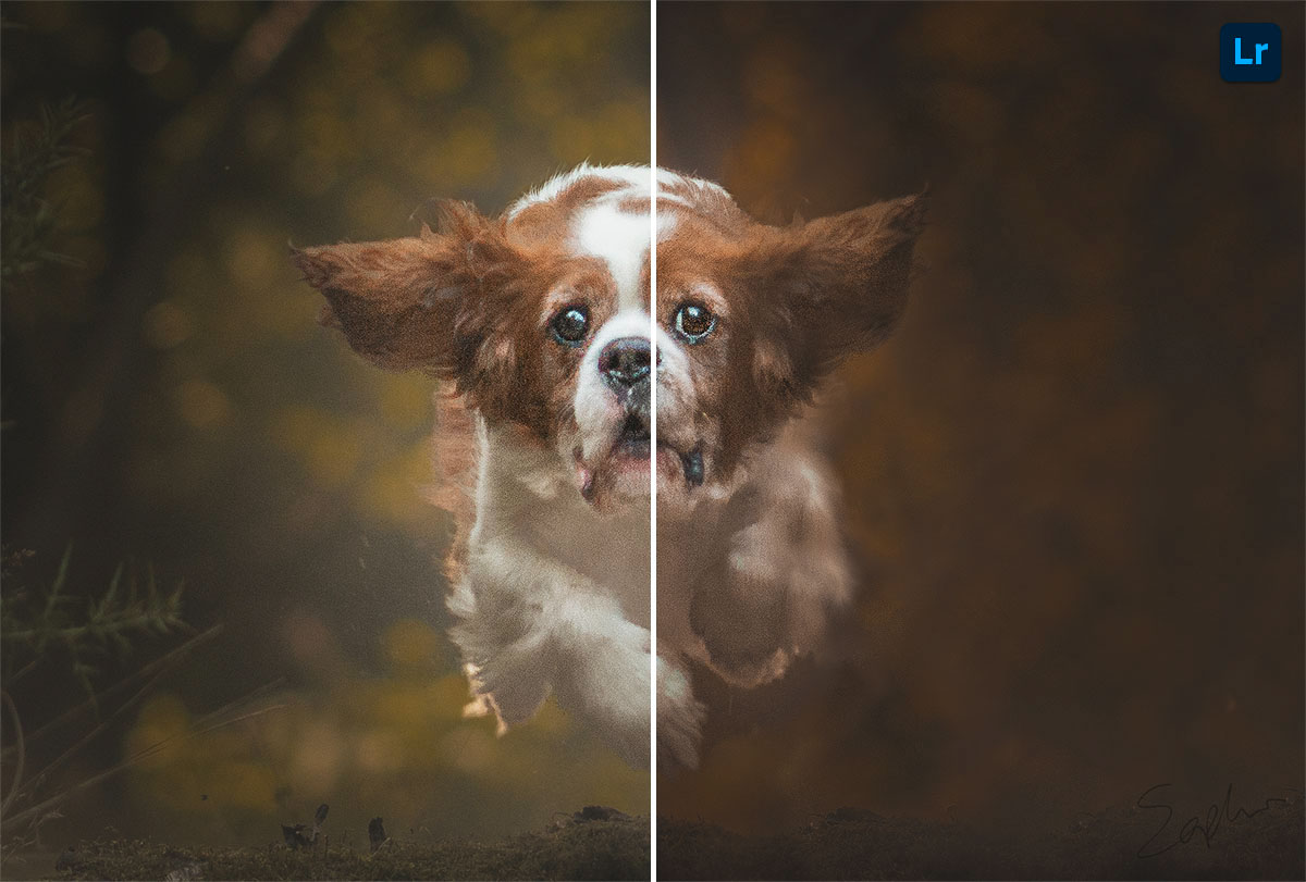 Dog jump | Edit | Photoshop Lightroom