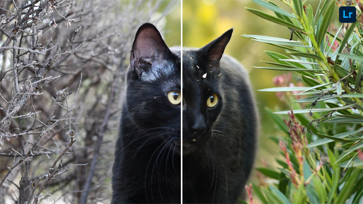 Shadow | Edit | Photoshop Lightroom