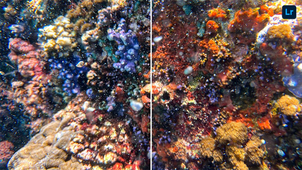 Coral group | Edit | Photoshop Lightroom