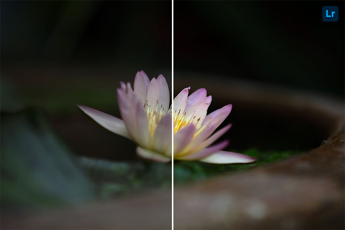 Lotus | Edit | Photoshop Lightroom