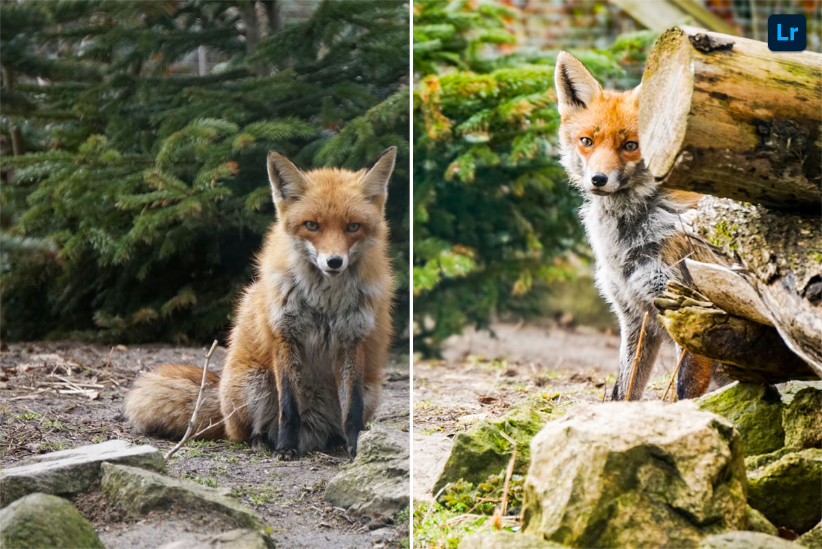 2 Foxes | Remix | Photoshop Lightroom