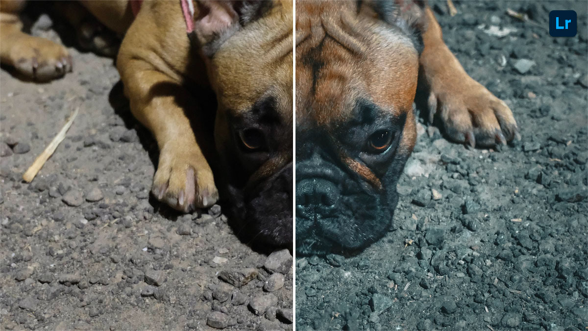 Sad Dog | Edit | Photoshop Lightroom