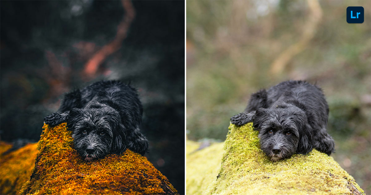Dog on a Log | Remix | Photoshop Lightroom