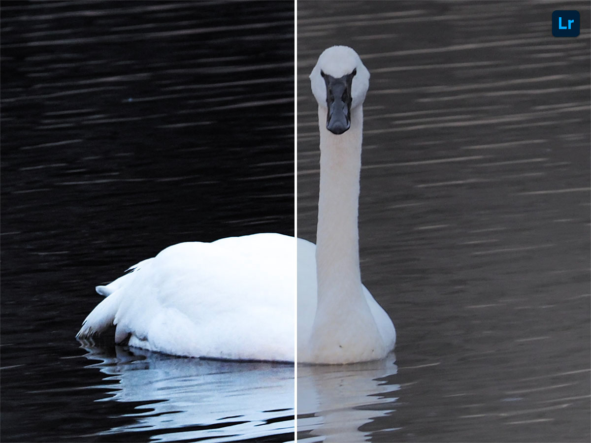 Swan | Edit | Photoshop Lightroom
