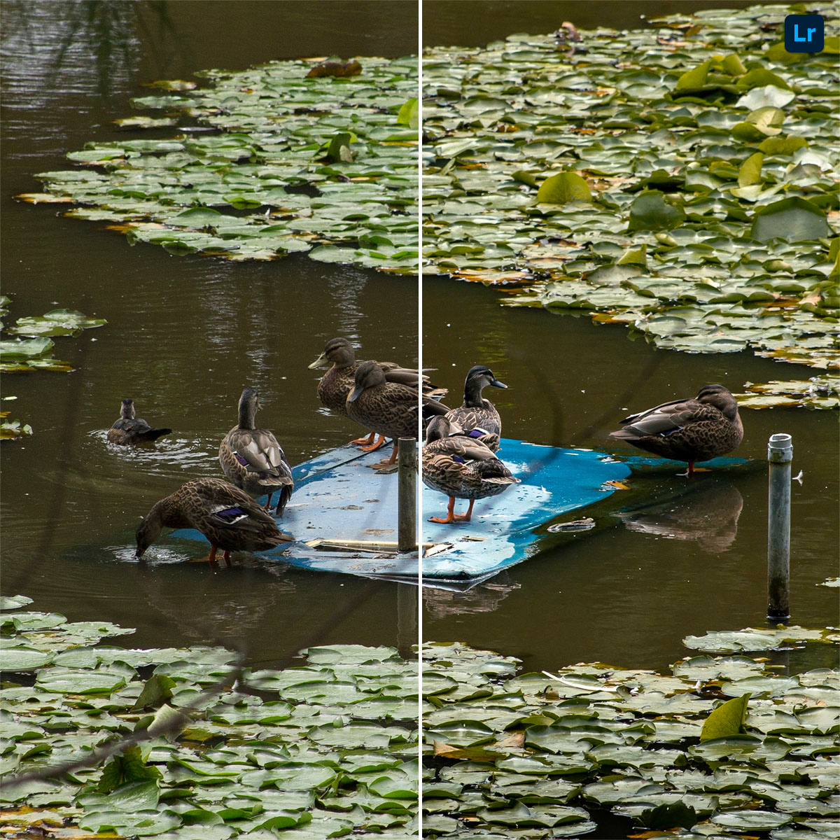 Duck duck .. duck 🦆 | Edit | Photoshop Lightroom