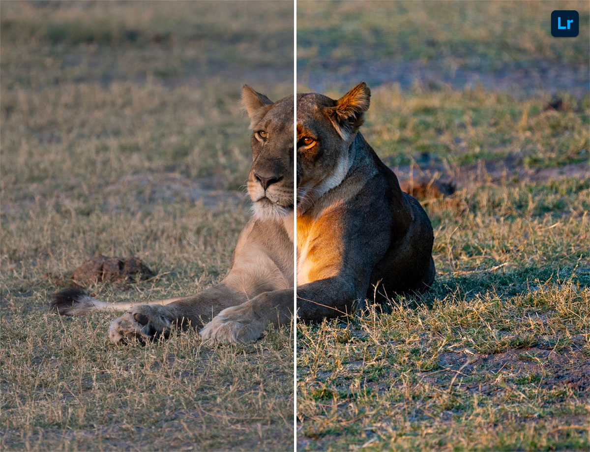 African Lion during Sunset | Edit | Photoshop Lightroom
