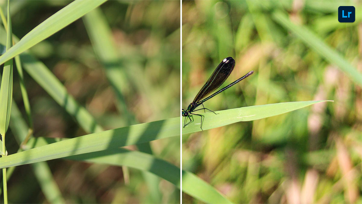 Dragonfly | Edit | Photoshop Lightroom