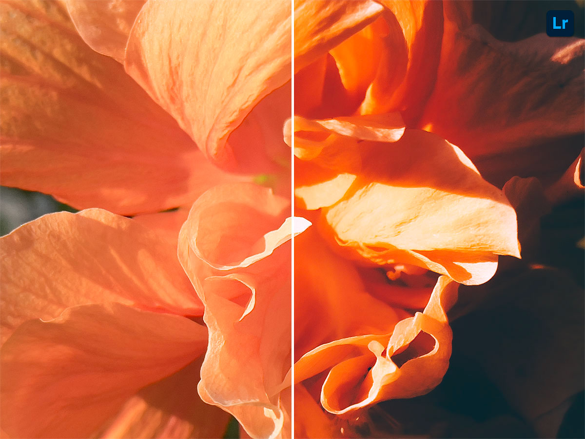 Full Bloom | Edit | Photoshop Lightroom