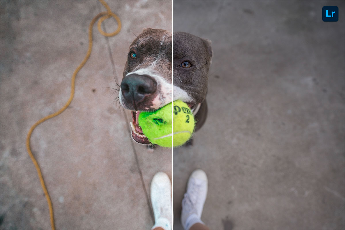 pibble | Edit | Photoshop Lightroom