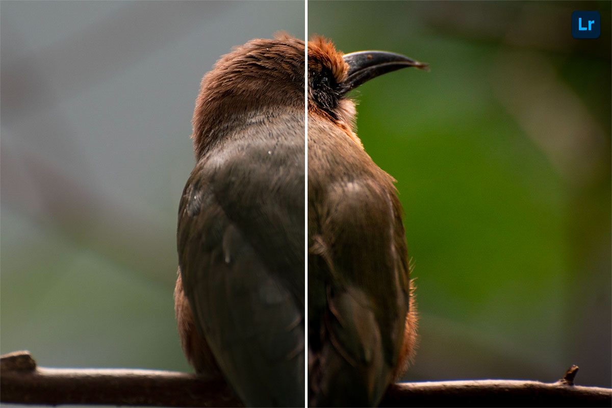 Bird Stare | Edit | Photoshop Lightroom