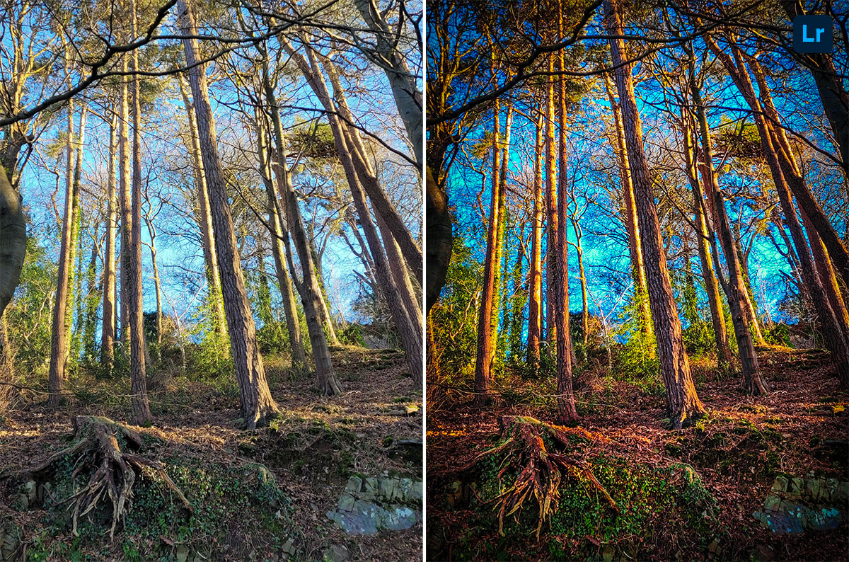 Tree Stump in a Forest | Remix | Photoshop Lightroom