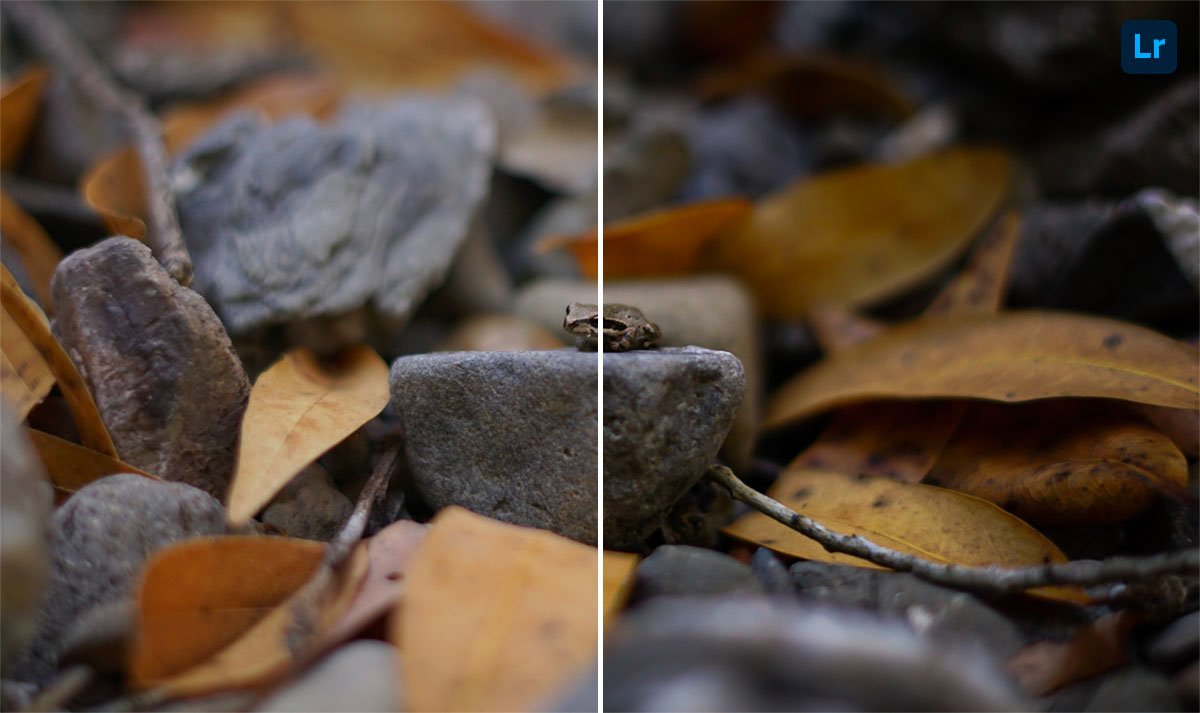 Micro frog | Remix | Photoshop Lightroom