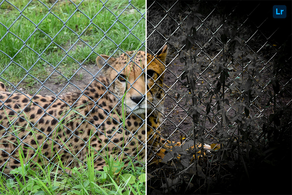 Cheetah in a zoo | Edit | Photoshop Lightroom