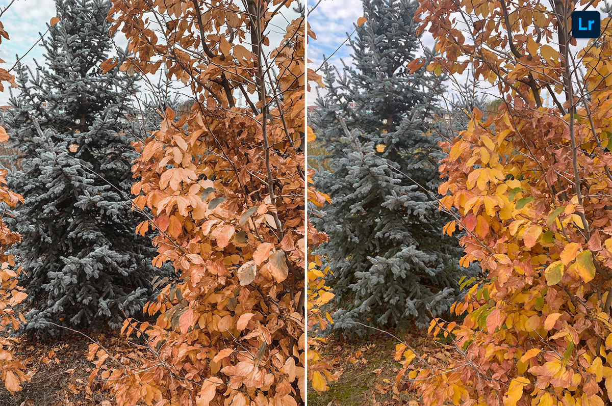 Leaf | Edit | Photoshop Lightroom