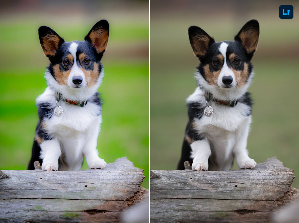 Dog on a log 2 | Remix | Photoshop Lightroom