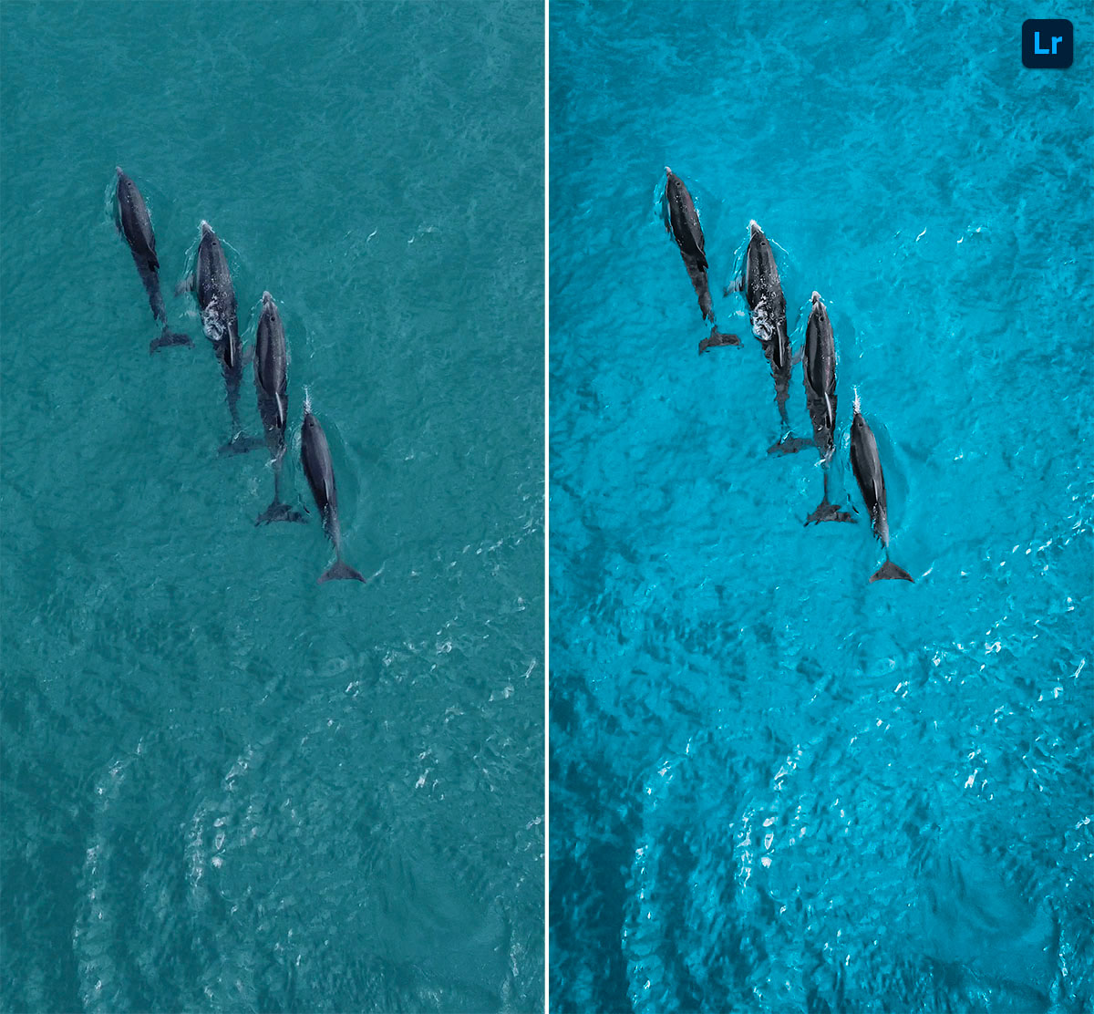 Dolphins | Edit | Photoshop Lightroom