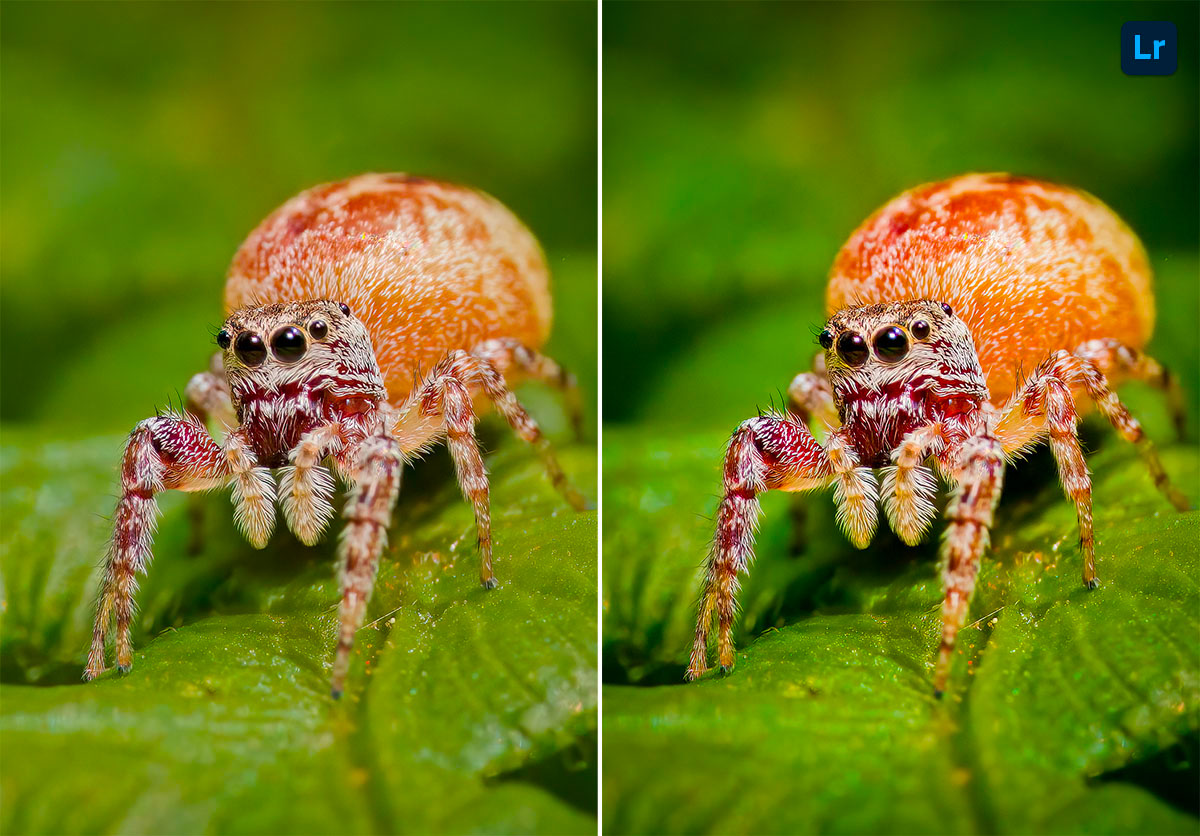 Jumping spider | Edit | Photoshop Lightroom