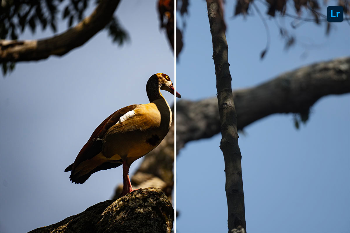 Psycho Duck | Edit | Photoshop Lightroom