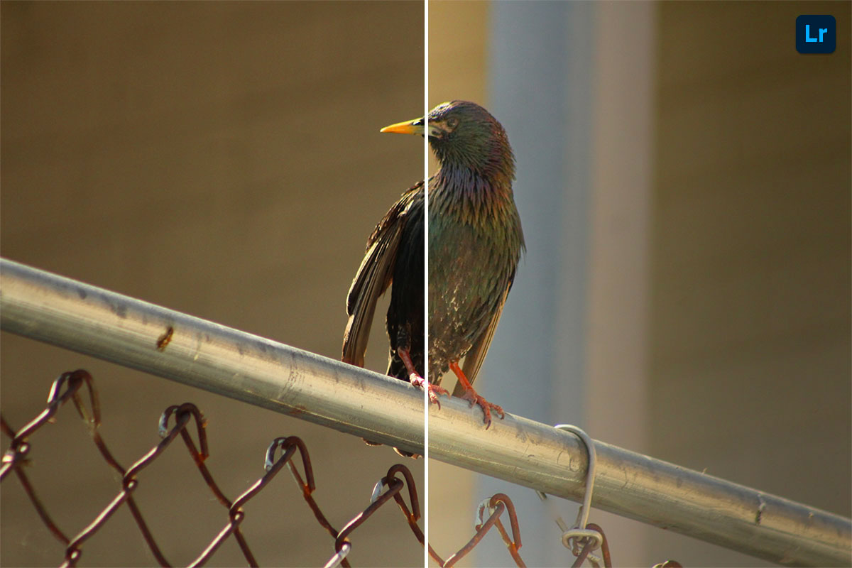 Bird | Remix | Photoshop Lightroom