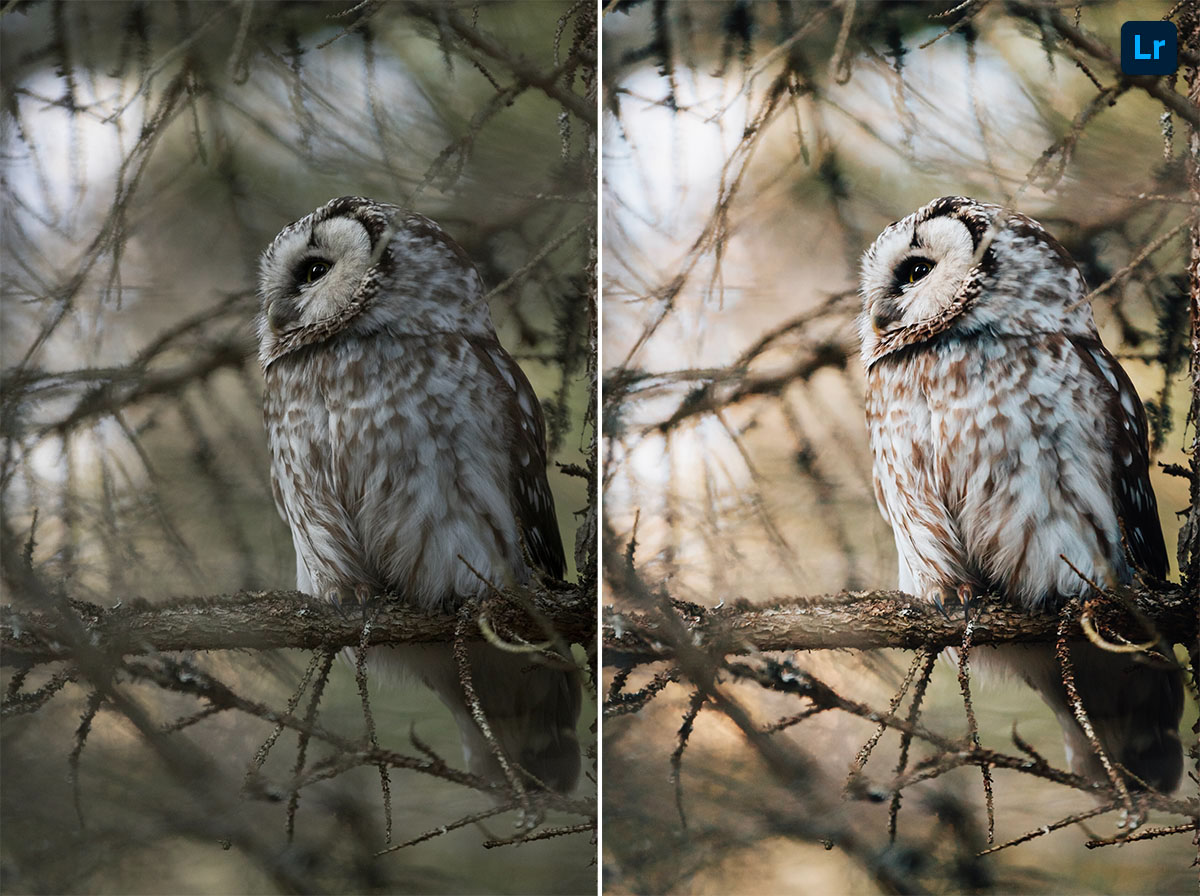 Northern Hawk Owl | Edit | Photoshop Lightroom
