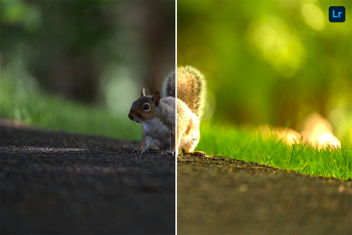 Curious Squirrel in the Sunlight | Edit | Photoshop Lightroom