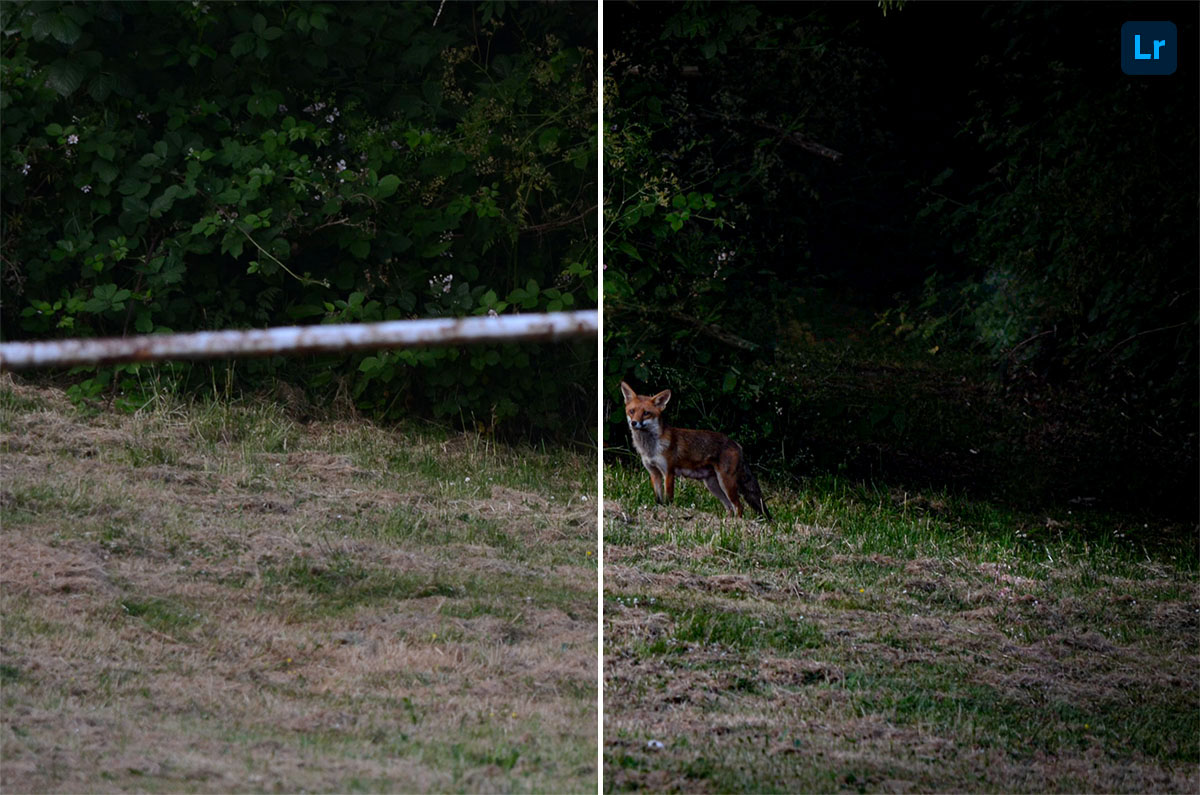 Fox | Edit | Photoshop Lightroom