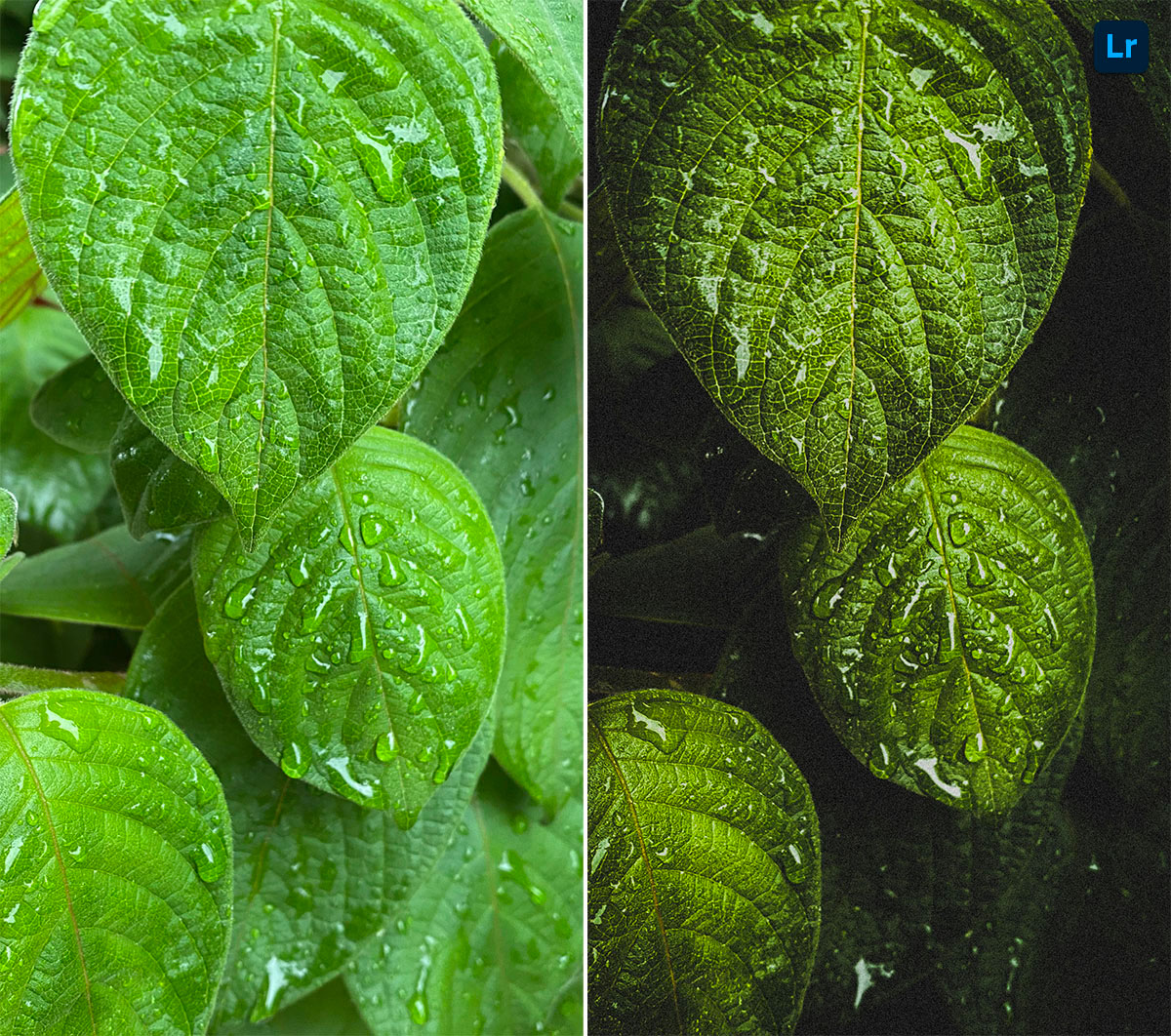 Green Tones | Edit | Photoshop Lightroom