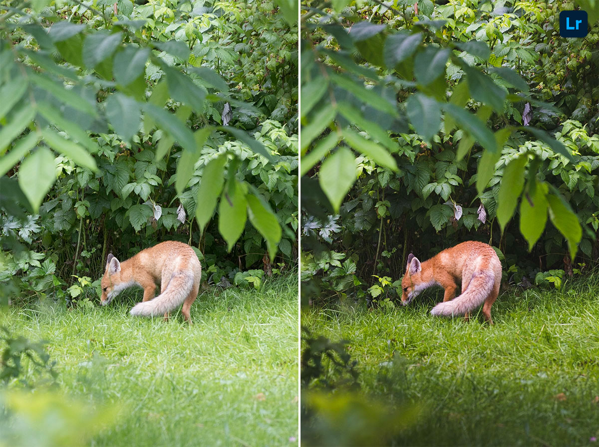 Fox pt.2 | Edit | Photoshop Lightroom