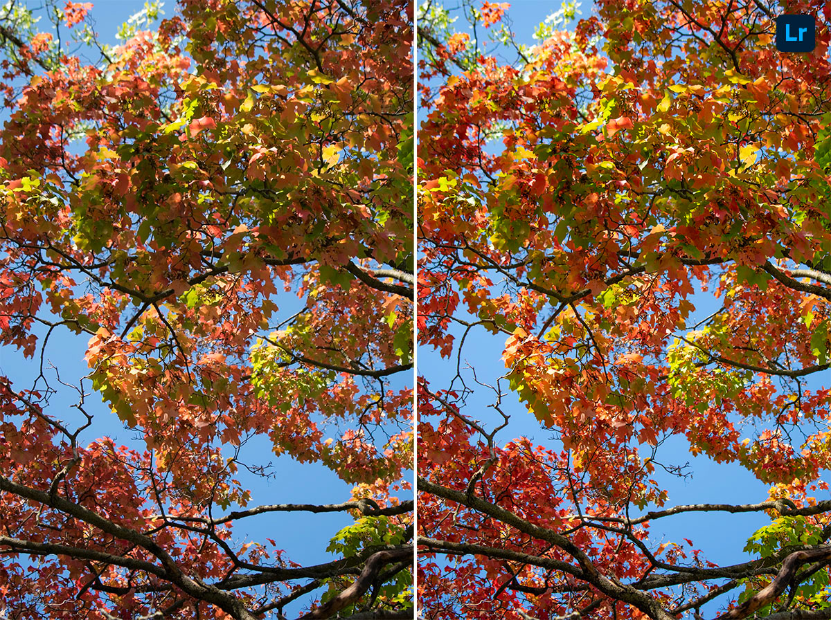fall colorful leaves | Edit | Photoshop Lightroom