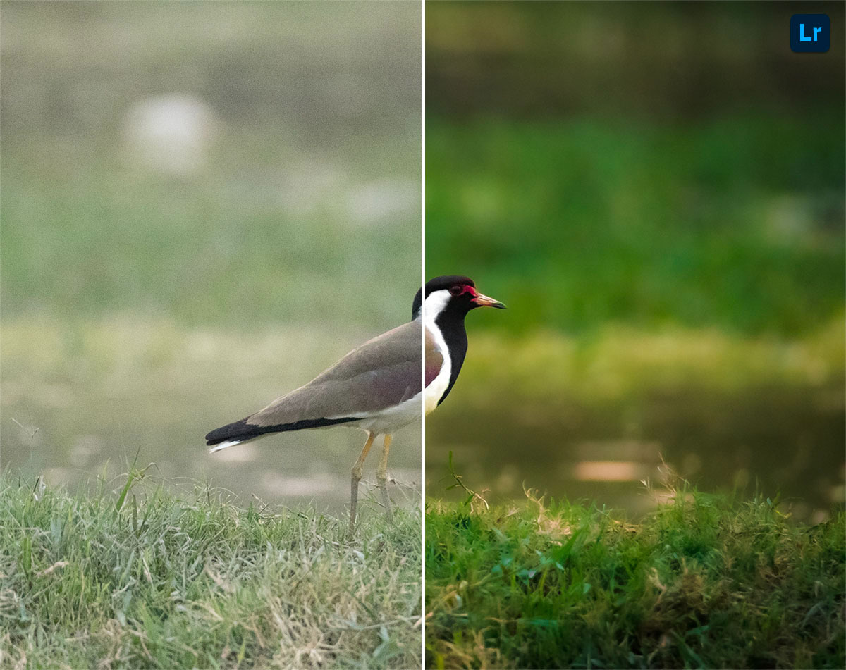Bird photography | Edit | Photoshop Lightroom